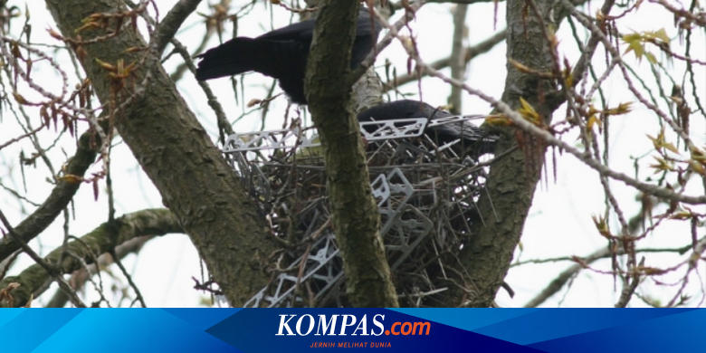 Crows and Magpies Use Anti-Bird Spikes to Build Nests: Unique ...