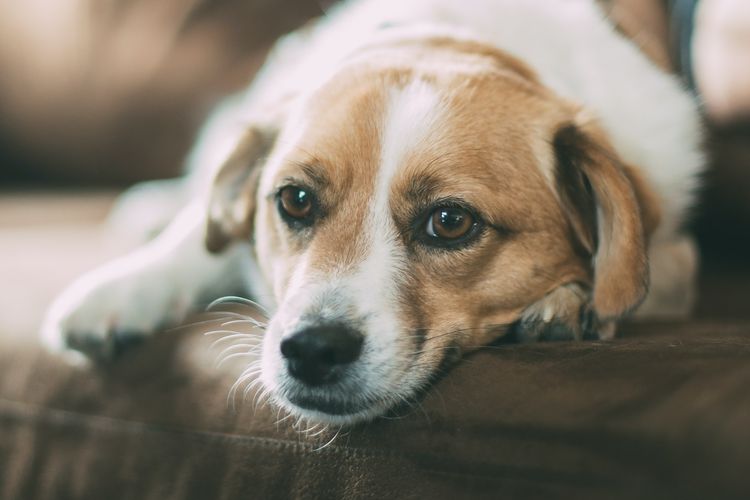 Gejala, Penyebab, dan Cara Mengatasi Bulu Anjing yang Rontok