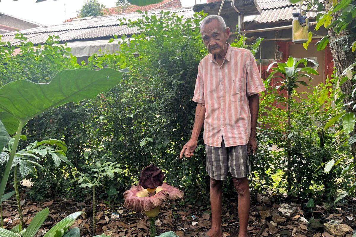 Warga Depok Heran Bunga Bangkai Suweg Bisa Tumbuh di Perkarangan Rumahnya