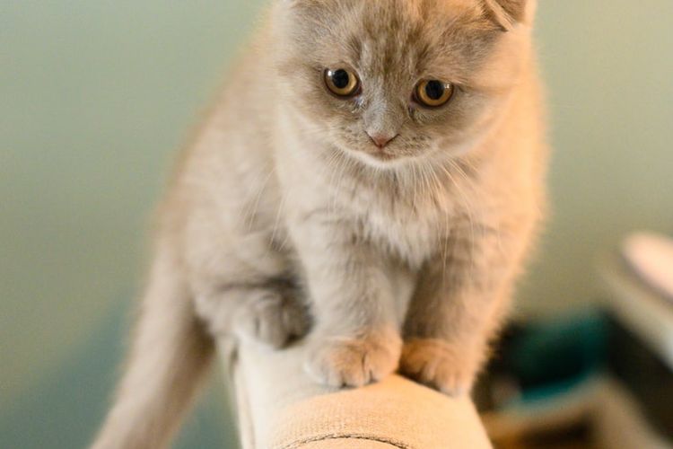 6 Fakta Menarik Kucing Scottish Fold yang Lucu dan Menggemaskan