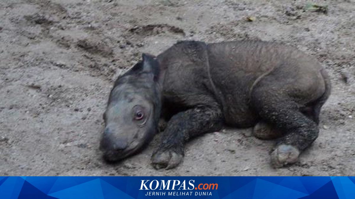 Badak Andatu, Kapan Ya Bisa Dilihat?