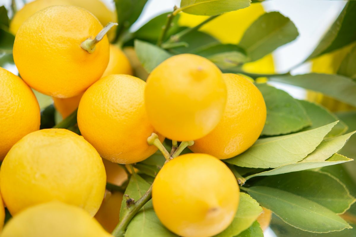 7 Manfaat Lemon untuk Membersihkan Rumah
