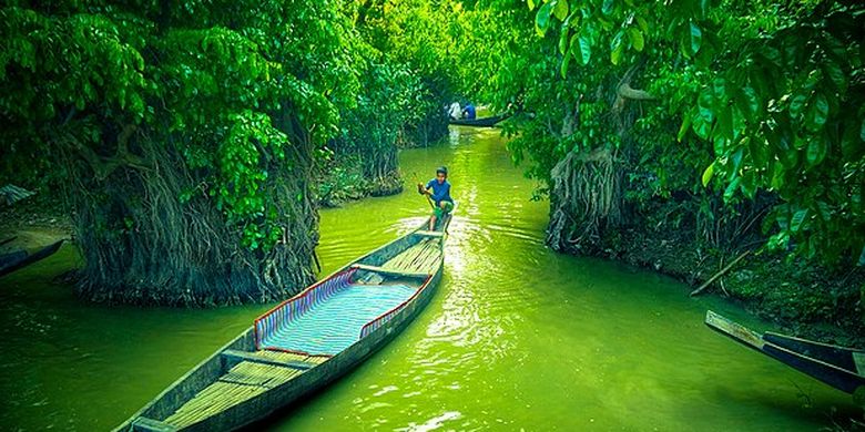 Hutan Rawa: Pengertian, Ciri, Karakteristik, Manfaat, dan Vegetasinya