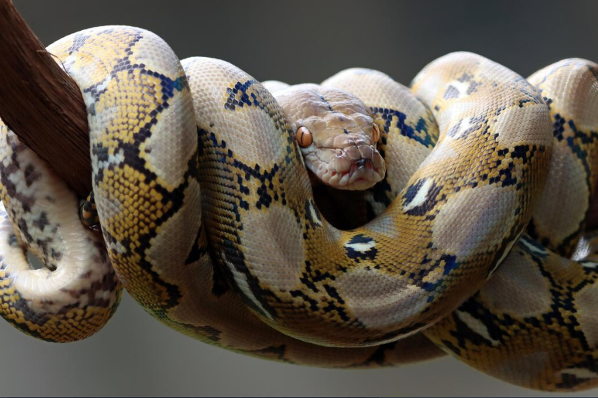 Mengenal Ular Piton Si Pembunuh Tanpa Bisa, Ciri Fisik, Habitat dan ...