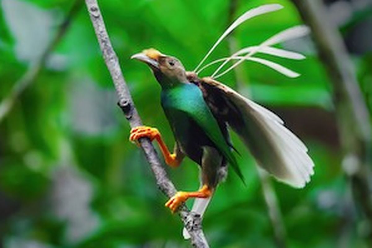 Di Balik Tambang Emas, Ada Surga bagi Burung-Burung Halmahera