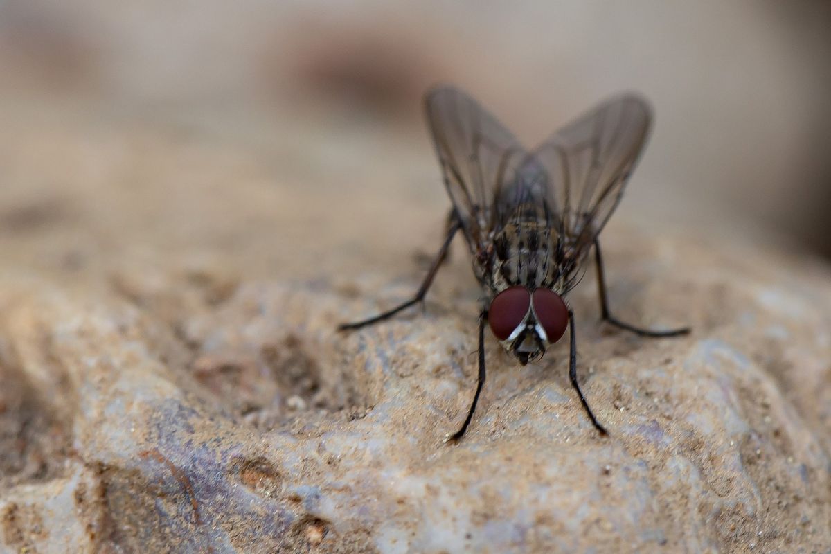 Ordo Diptera: Pengertian dan Ciri-ciri