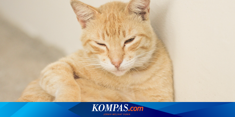 5 Tips Sederhana Menurunkan Berat Badan Kucing