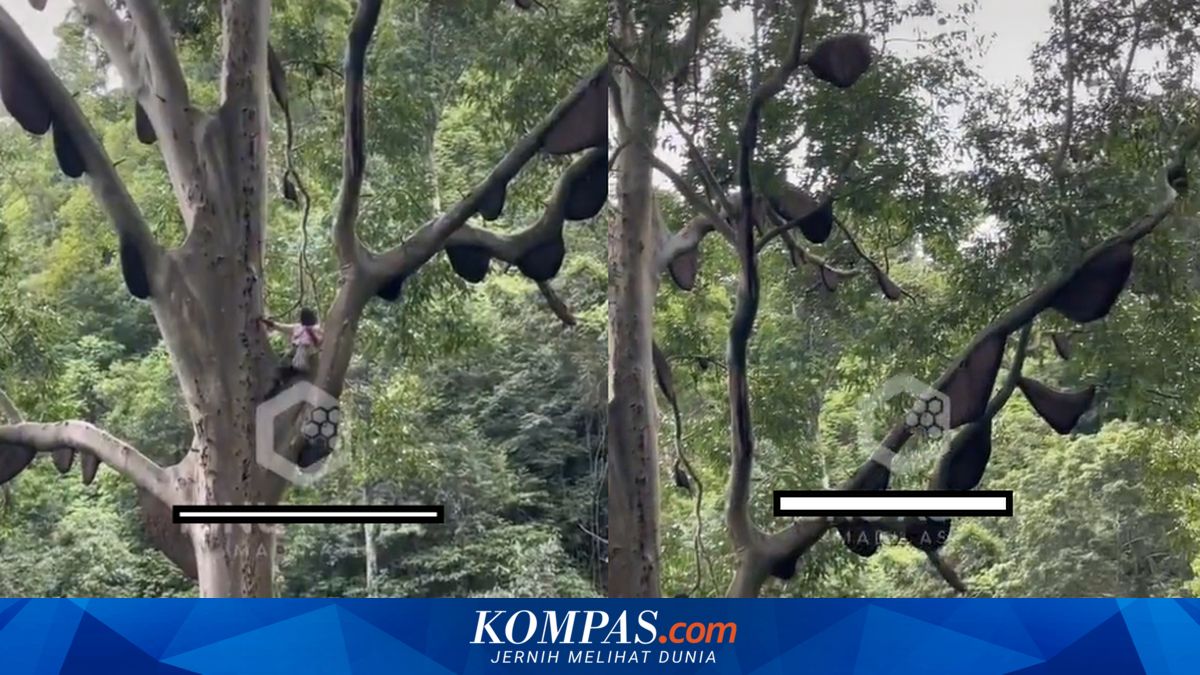 Mengenal Pohon "Penghasil" Madu Hutan yang Menjulang hingga 88 Meter