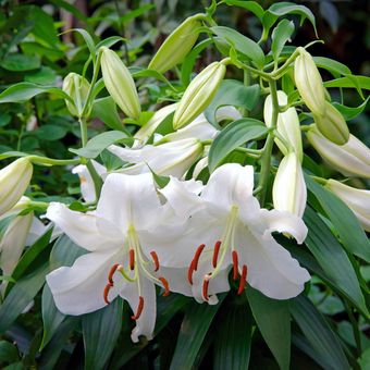 7 Bunga yang Mekar pada Malam Hari, Cantik dan Harum