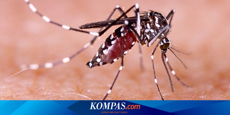 Mulai Musim Hujan, Ini 4 Cara Mencegah DBD di Lingkungan Rumah
