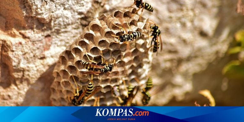 5 Cara Hilangkan Sarang Lebah di Rumah Secara Aman