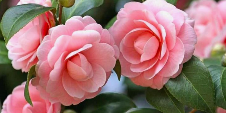 Berita Harian Bunga-kamelia Terbaru Hari Ini - Kompas.com