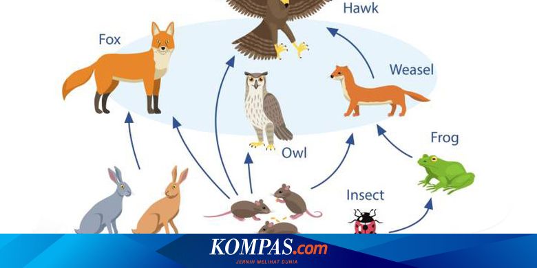 Berita Harian Tingkatan Trofik Dalam Rantai Makanan Terbaru Hari Ini ...