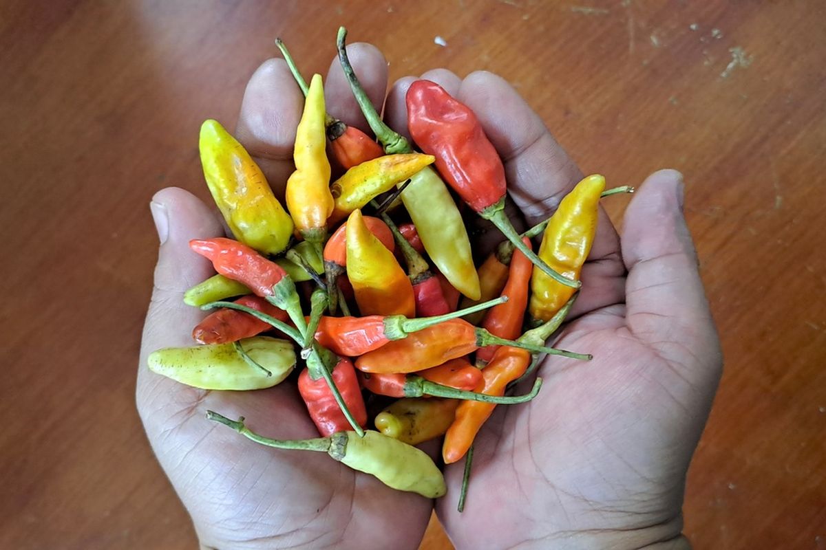 Saat Harga Telur, Daging Ayam, hingga Cabai di Yogyakarta Melonjak Jelang Puasa