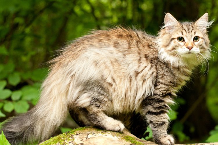 10 Ras Kucing Paling Mahal di Dunia, dari Savannah sampai Siberian