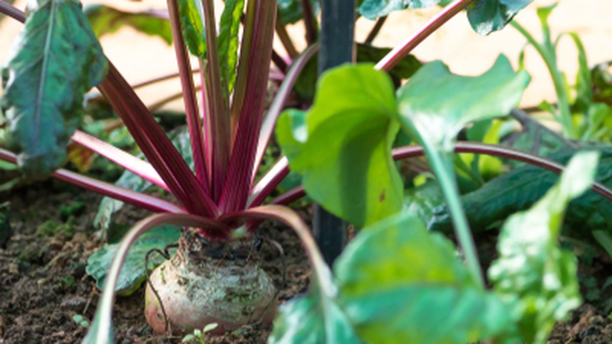 Cara Menanam Bit Merah di Pot, Mudah dan Praktis