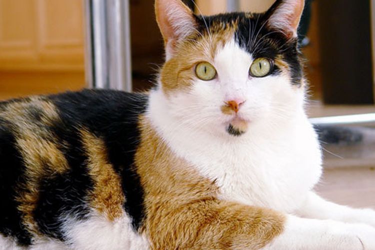 5 Fakta Menarik Kucing Calico, Si Pembawa Keberuntungan