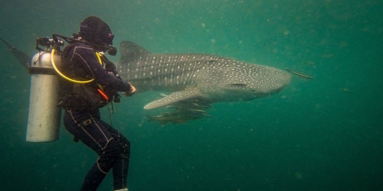 Studi Ungkap Hiu Paus Mampu Hidup Lebih dari 50 Tahun
