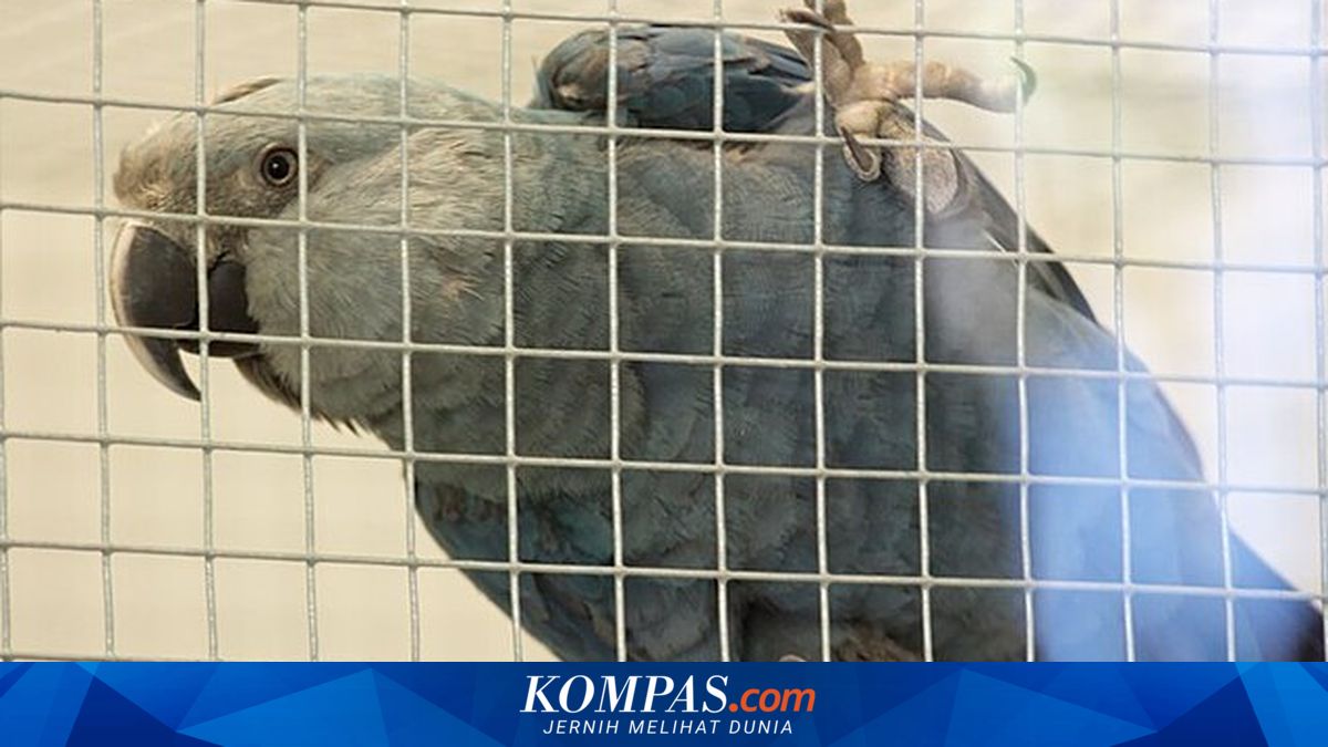 Bogor Bird Zoo Akan Hadir di Pakansari, Ikon Baru Wisata Konservasi dan ...