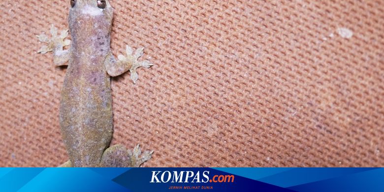 Berita Harian Cara-mengusir-cicak-dari-rumah Terbaru Hari Ini - Kompas.com