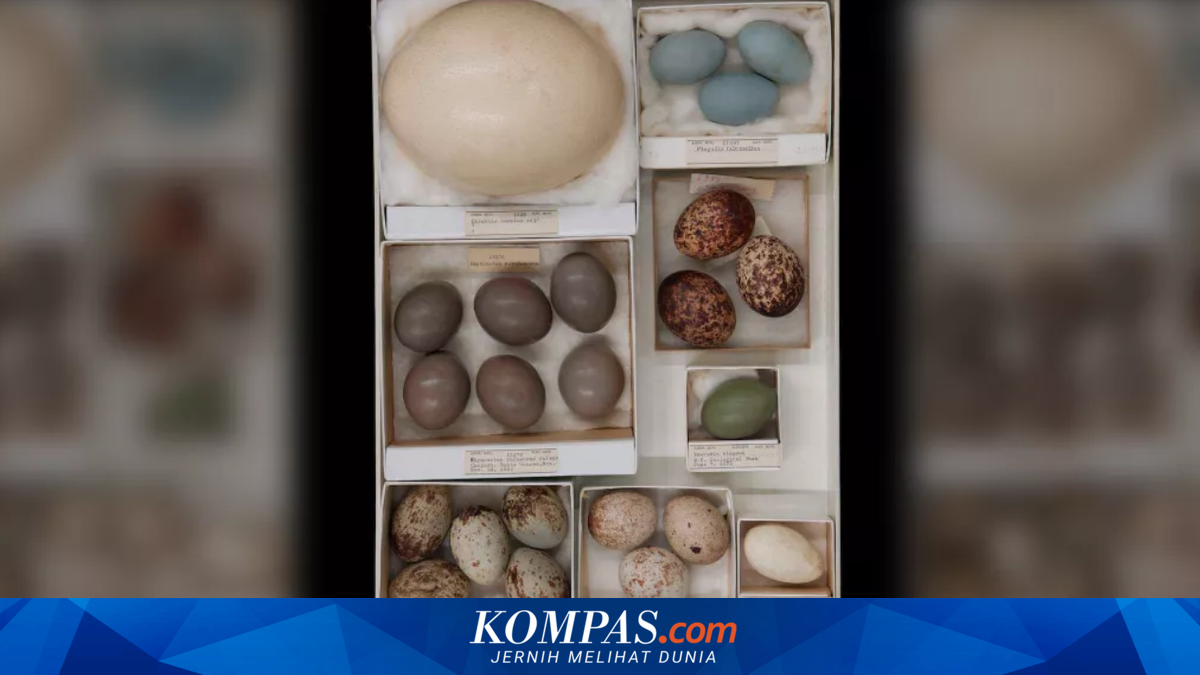 Fakta-fakta Menarik Telur Burung, Apa Saja?