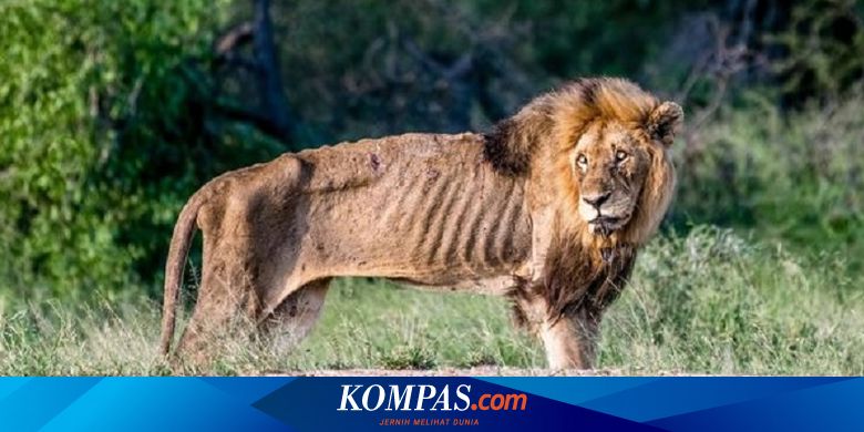 Singa Ini Mati Kelaparan Setelah Terdepak dari Kawanannya