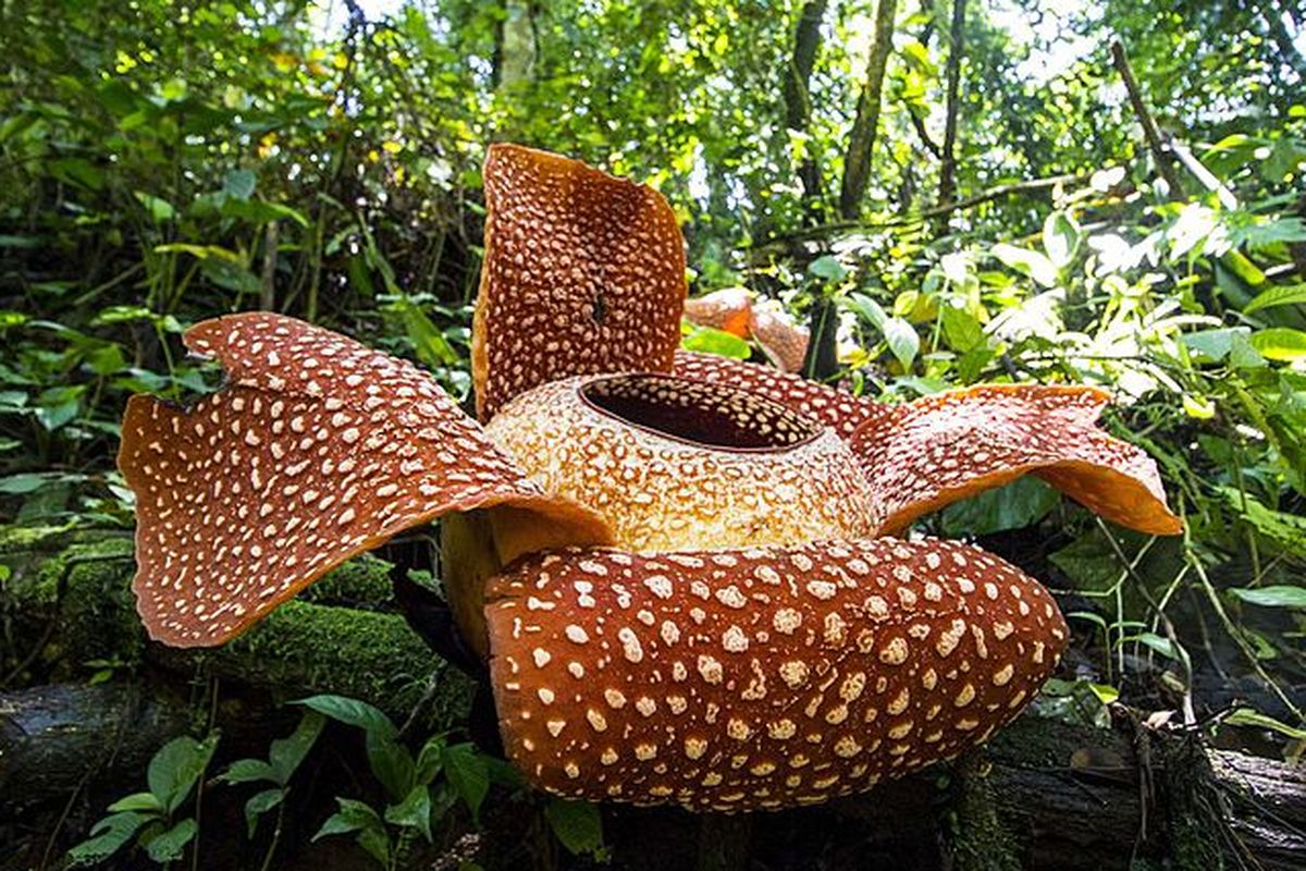 Ciri Khusus Bunga Raflesia