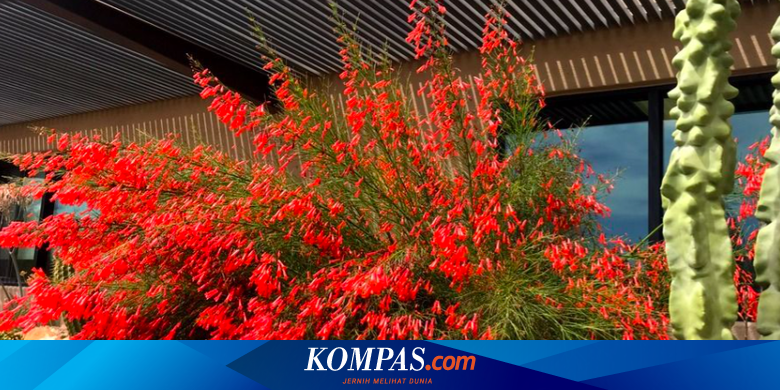 Tips Menanam Bunga Air Mancur yang Menjuntai dan Cantik