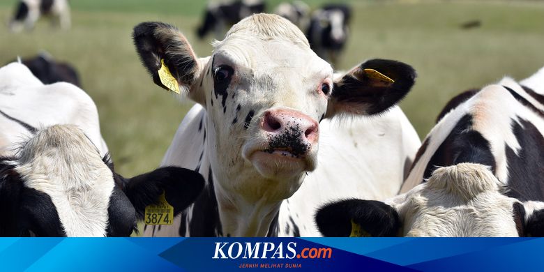 Investor Vietnam Minat Kembangkan Industri Sapi Perah di Poso, Proyeksi ...