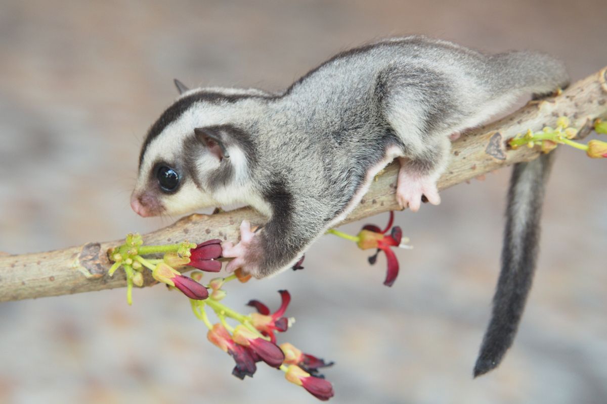 Ingin Memelihara Sugar Glider? Ketahui Dulu Siklus dan Usia Hidupnya