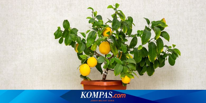 Berita Harian Daun-tanaman-lemon-menguning Terbaru Hari Ini - Kompas.com