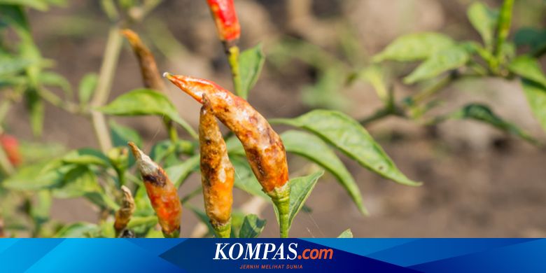 5 Penyakit Tanaman Cabai dan Cara Mengatasinya