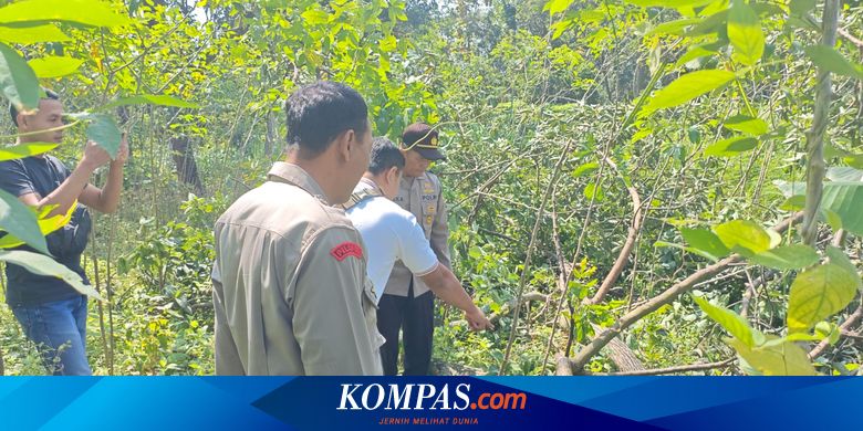 Warga Boyolali Tewas Tersengat Aliran Listrik Tegangan Tinggi saat Tebang Pohon Alpukat