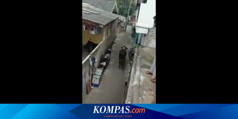 Sapi Kurban di Tanjung Priok Mengamuk dan Lepas, Kejar dan Seruduk Warga