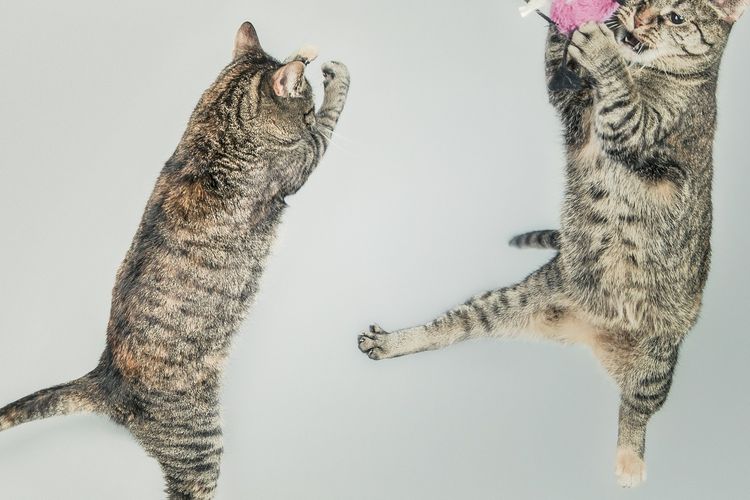 Alasan Kucing Suka Melompat dan Tinggi Lompatannya