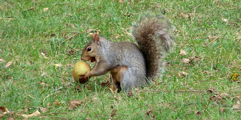 Zookori, Penyebaran Biji yang Dibantu oleh Hewan