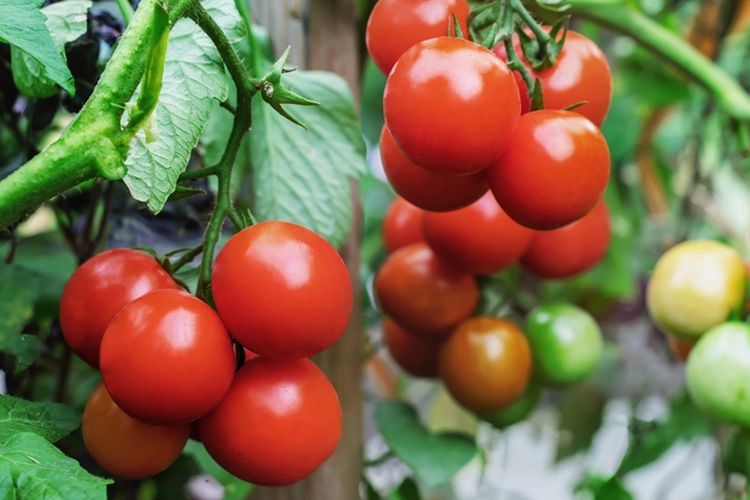 Tips Menanam Tomat Ceri agar Tumbuh Sepanjang Musim