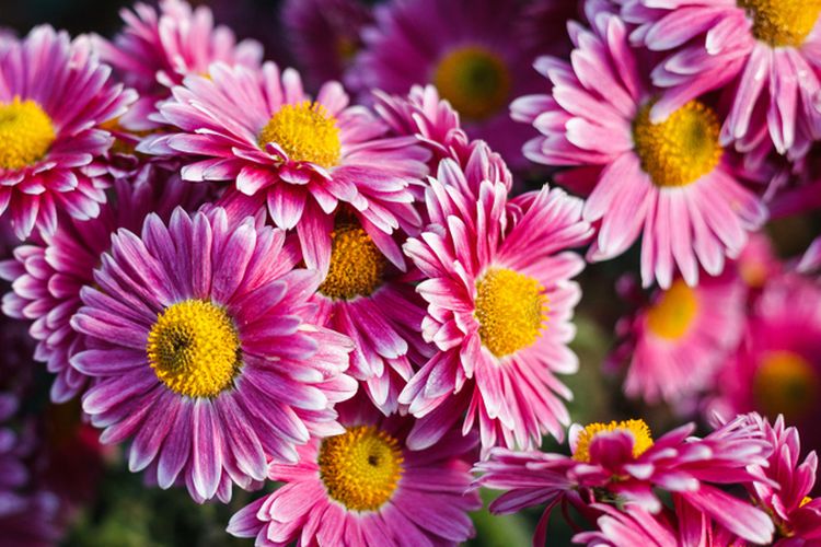 4 Manfaat Bunga Krisan dan Asal Usulnya, Bisa Jadi Teh sampai Obat