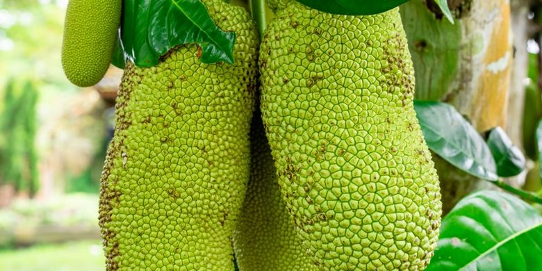 Berita Terkini Harian Pohon Nangka Mini Terbaru Hari Ini - Kompas.com