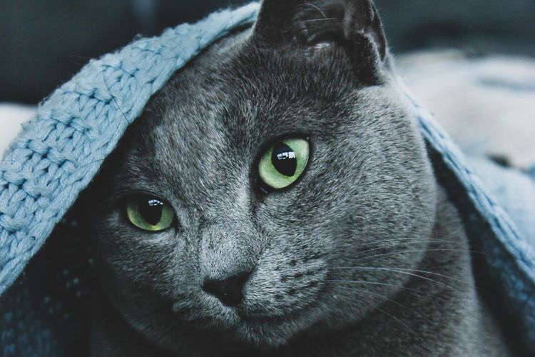 5 Fakta Menarik Kucing Russian Blue, Berbulu Abu-abu dan Mata Hijau