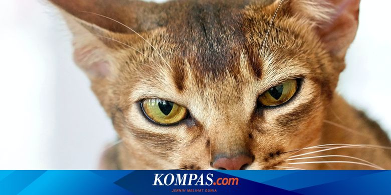 6 Ras Kucing Bertelinga Besar yang Bikin Gemas