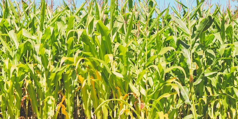 Berita Harian Penyakit-bulai-tanaman-jagung Terbaru Hari Ini - Kompas.com