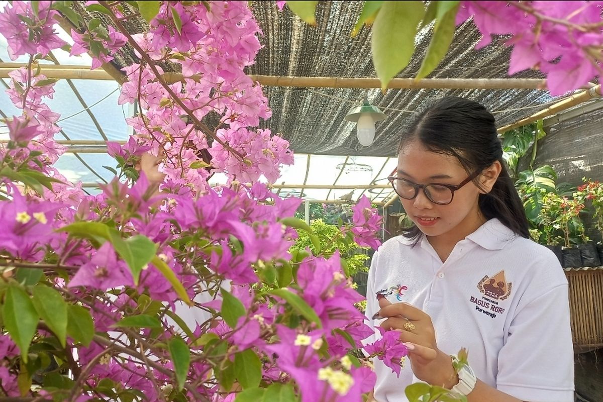 Kisah Kampung Bunga Bugenvil Purworejo, Bikin Pemuda Tak Merantau, Raup ...