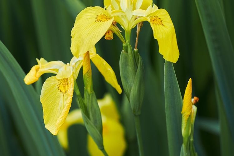Mengenal Asal Usul dan Arti Bunga Iris Berdasarkan Warnanya
