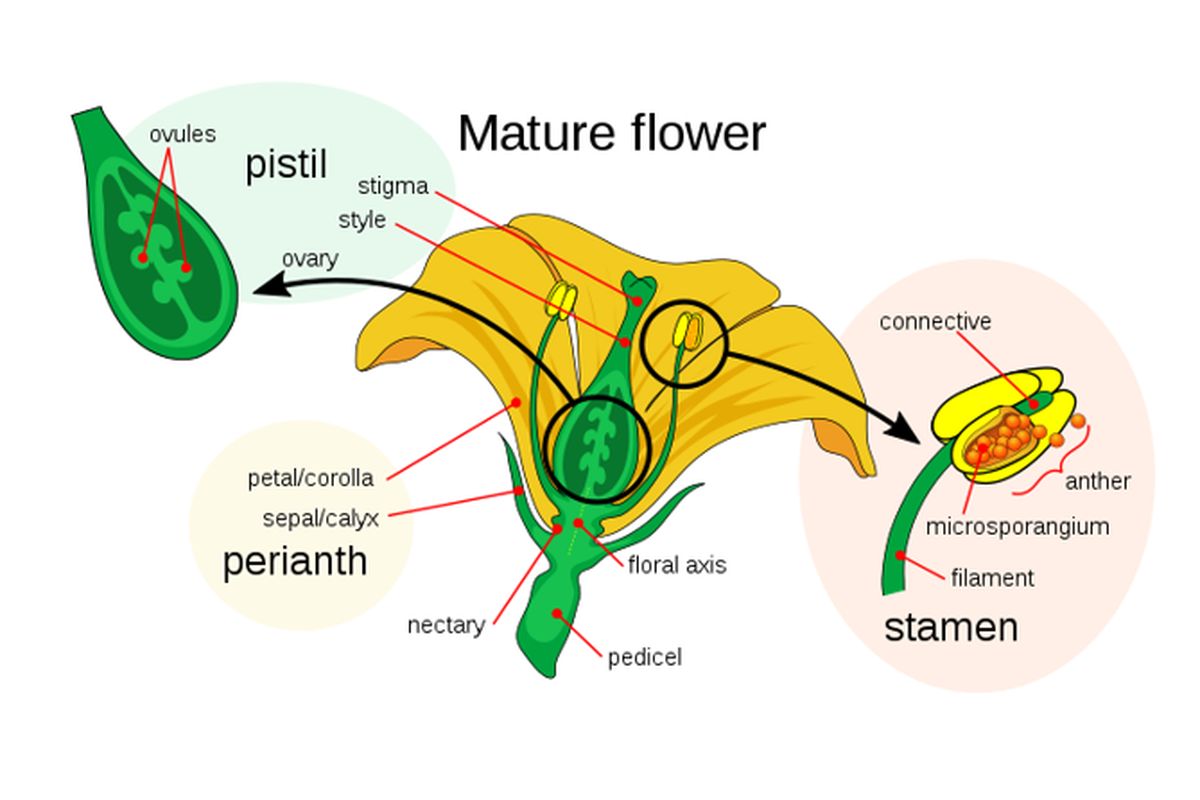 Pembuahan Ganda pada Angiospermae