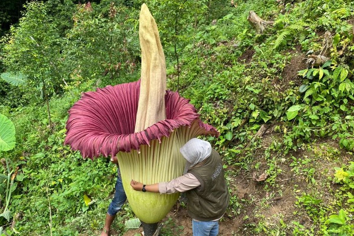 Bunga Bangkai Setinggi 2,5 Meter Mekar di Agam Sumbar