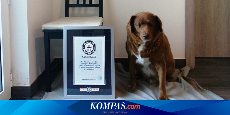 Bobi Jadi Anjing Tertua di Dunia di Usia 31 Tahun