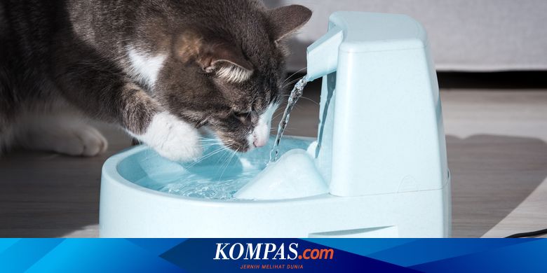 5 Tanda Kucing Dehidrasi yang Tidak Boleh Diabaikan, Bisa Bikin Sakit