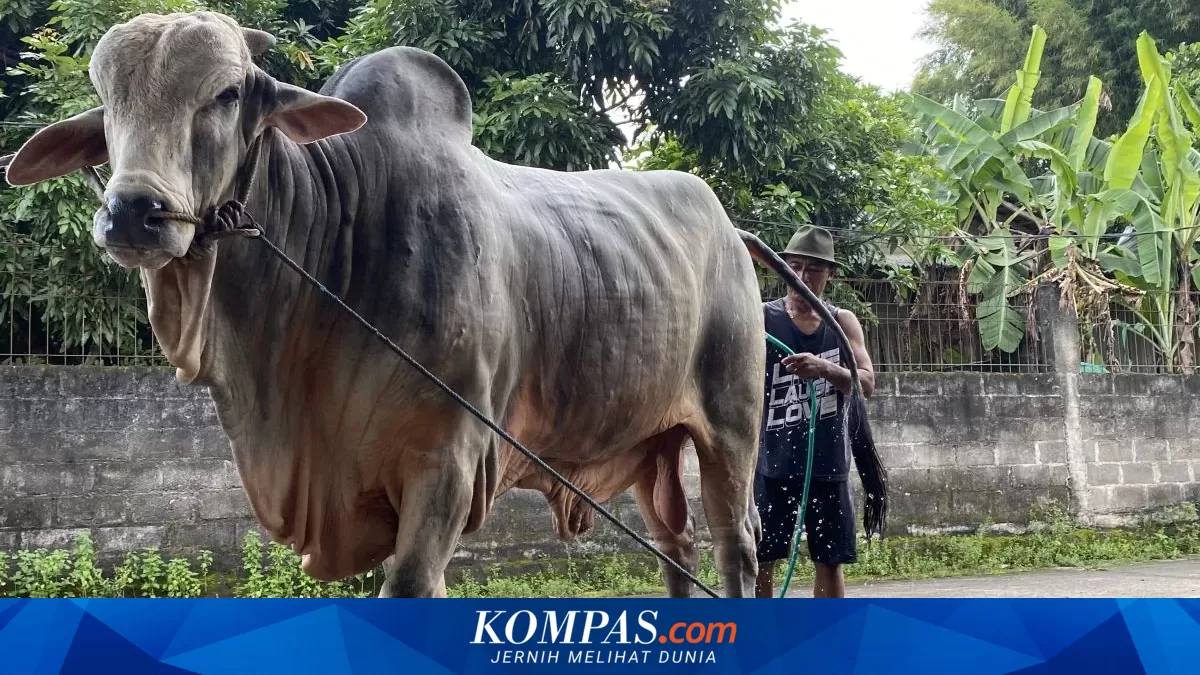 Sapi “Mbah Iran” Rp 90 Juta Milik Peternak Bantul Jadi Hewan Kurban ...