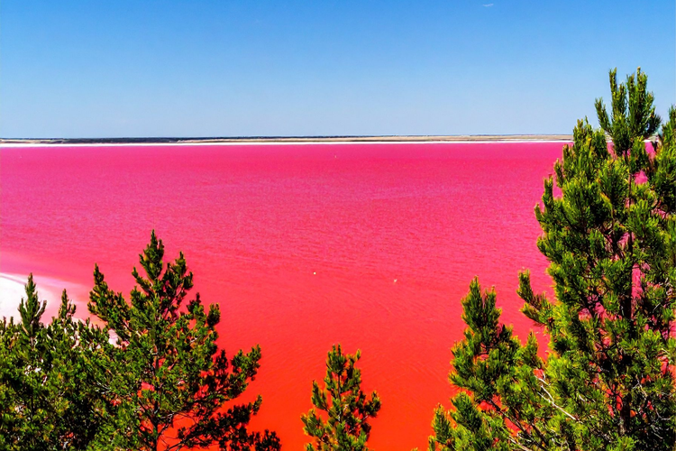 Apa Penyebab Danau Hillier Berwarna Merah Muda?